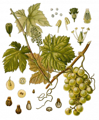 GFF/GTF files - TomsBio Lab