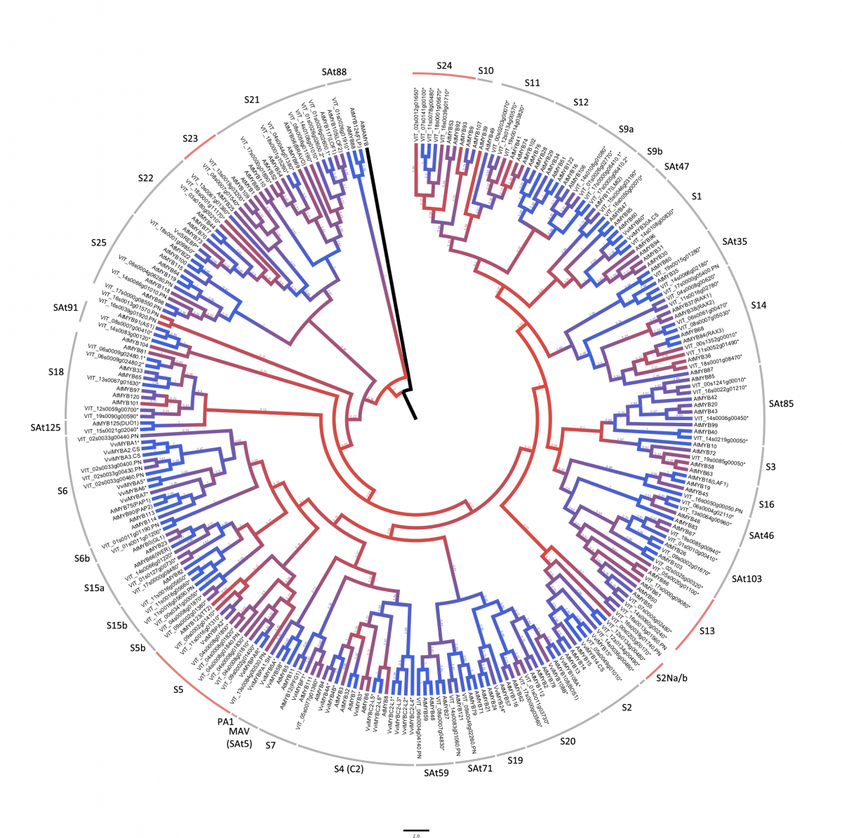 Plant R2R3 MYB Family - TomsBio Lab