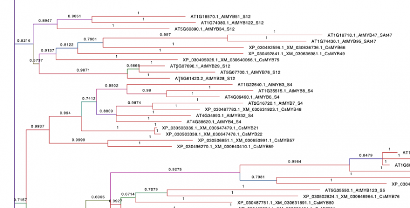 Plant R2R3 MYB Family - TomsBio Lab